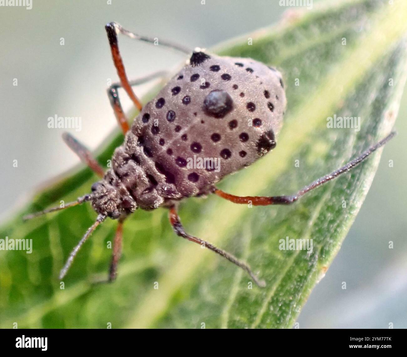 Giant Willow Aphid (Tuberolachnus salignus Stock Photo - Alamy