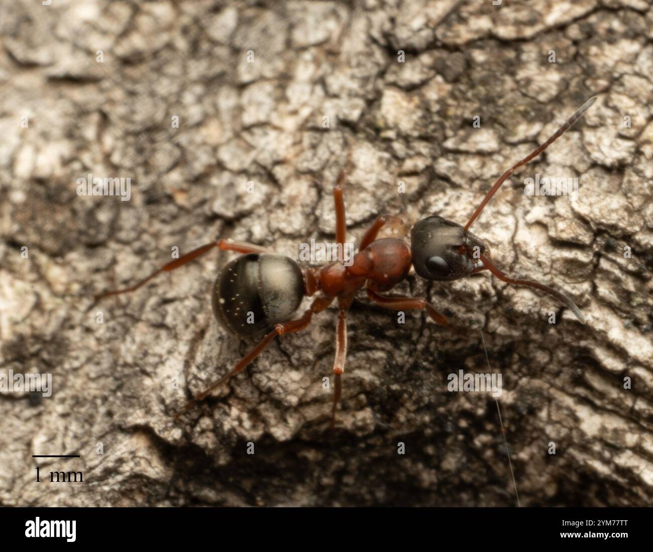 fusca-group Field Ants and Allies (Formica fusca Stock Photo - Alamy