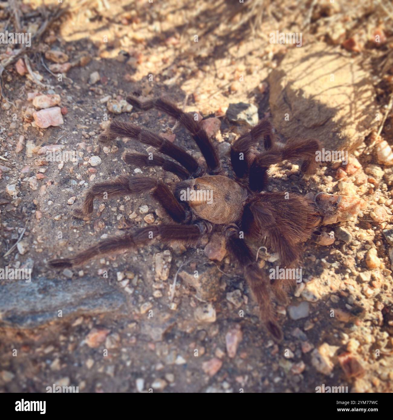 Texas Brown Tarantula (Aphonopelma hentzi Stock Photo - Alamy