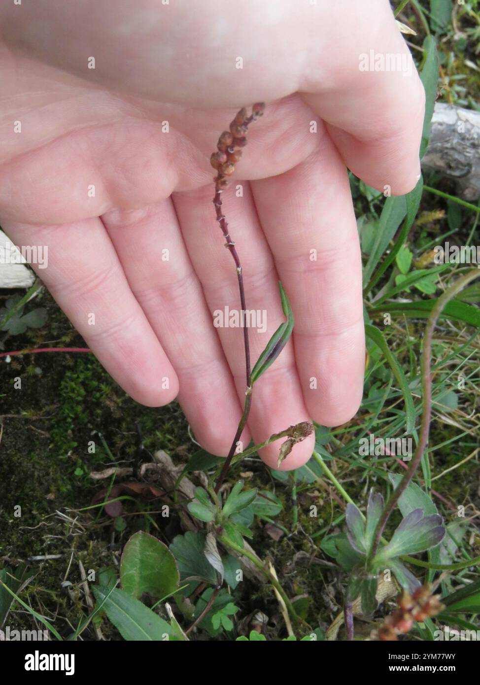 alpine bistort (Bistorta vivipara Stock Photo - Alamy