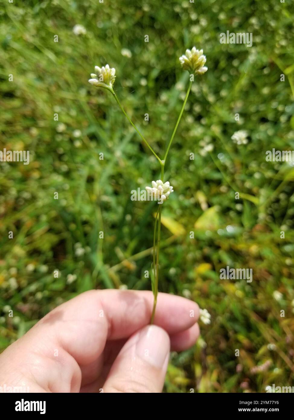 arrow-leaved tearthumb (Persicaria sagittata Stock Photo - Alamy