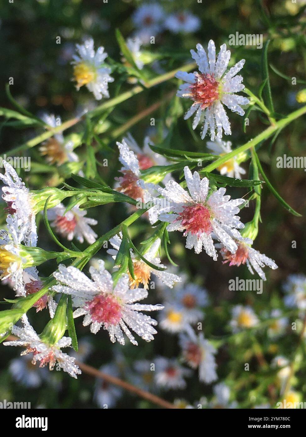 hairy white oldfield aster (Symphyotrichum pilosum Stock Photo - Alamy