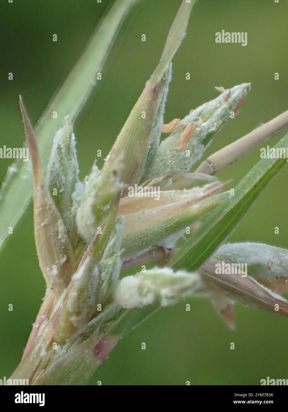 Glutene-rice Grass (Apluda mutica Stock Photo - Alamy