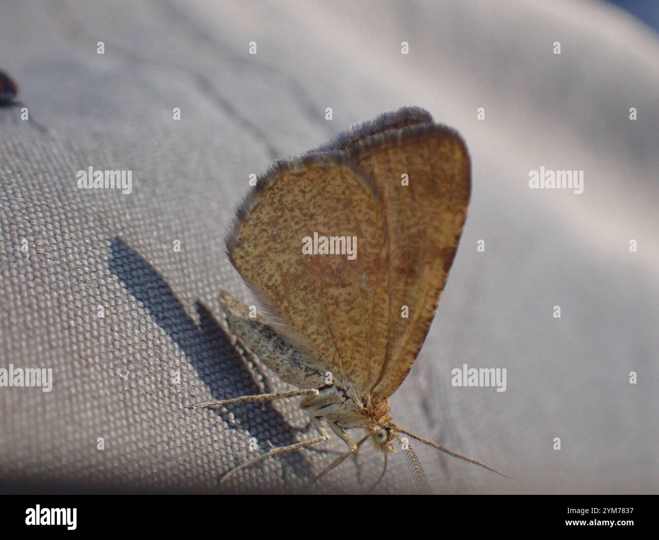 Geometer Moths (Geometridae Stock Photo - Alamy
