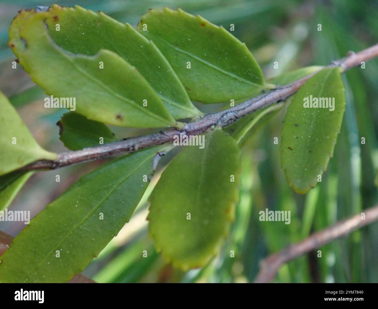 Oregon Boxwood (Paxistima myrsinites Stock Photo - Alamy