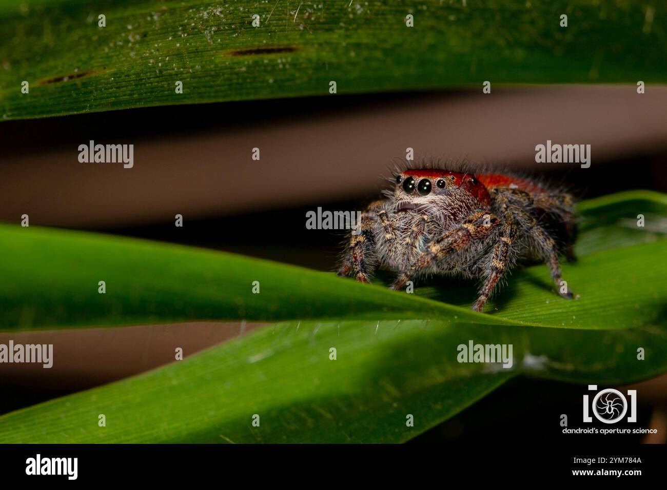 Phidippus cardinalis hi-res stock photography and images - Alamy