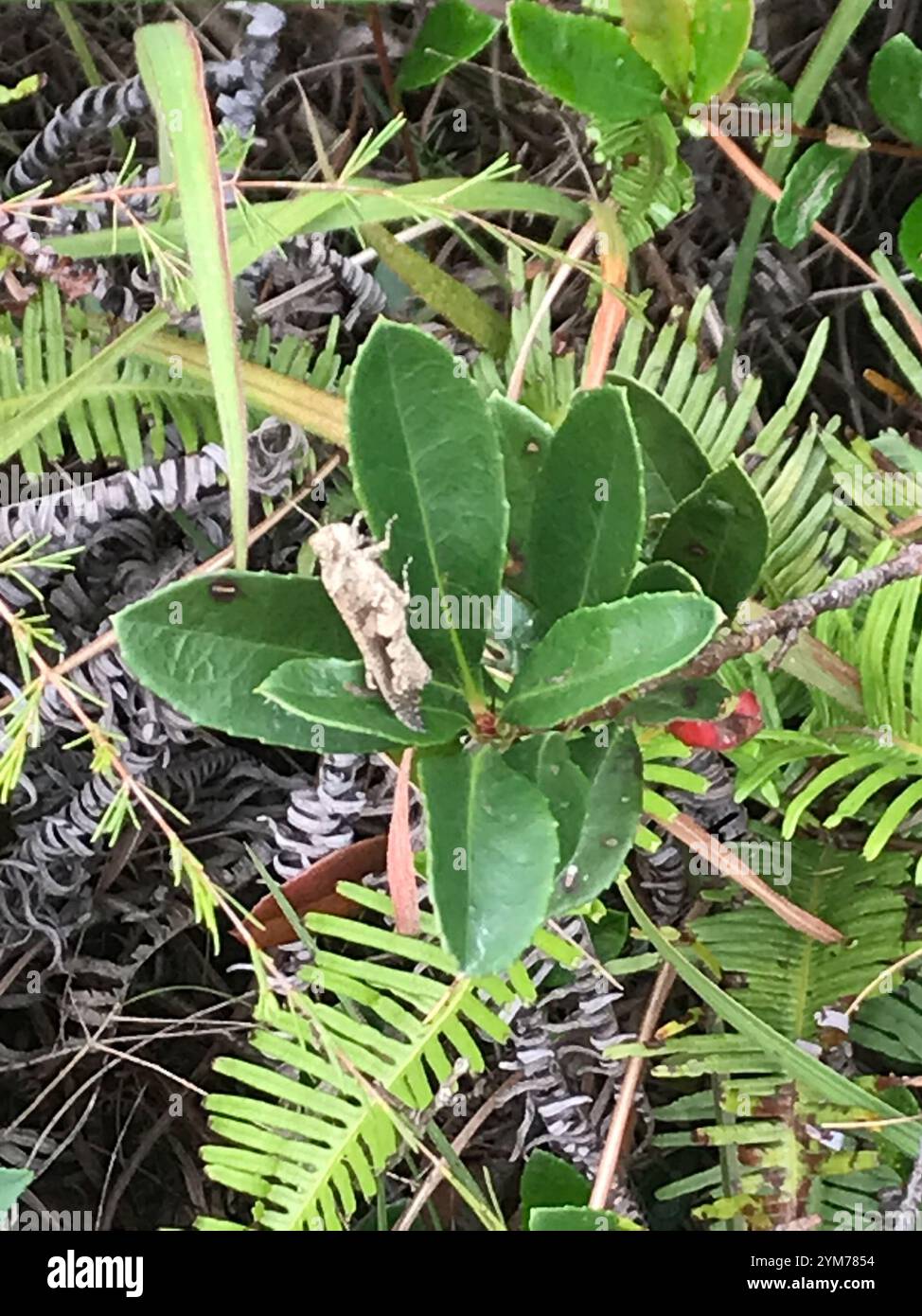 Carinate Locust (Trilophidia annulata Stock Photo - Alamy