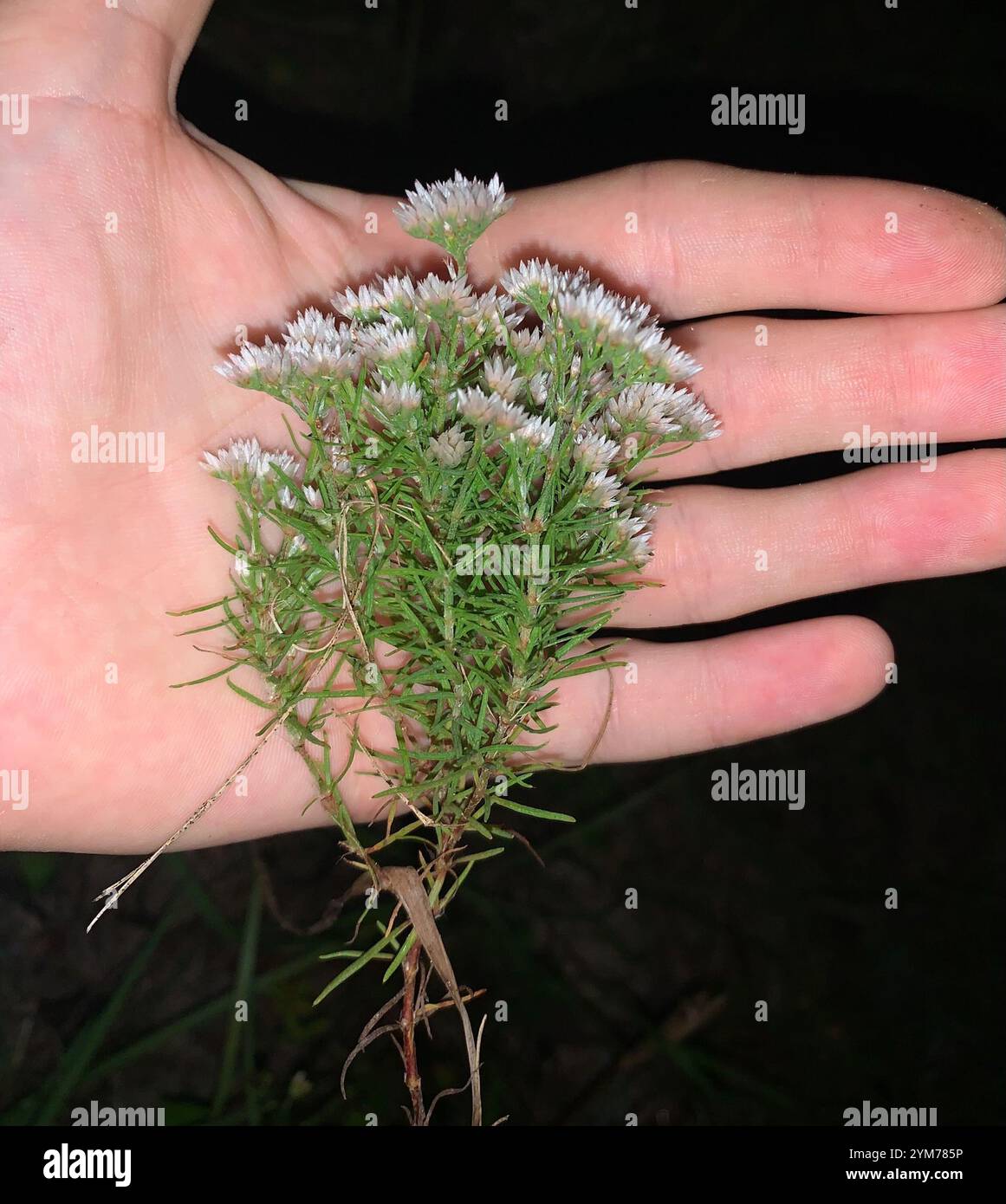 Oldman’s Cap (Polycarpaea corymbosa Stock Photo - Alamy