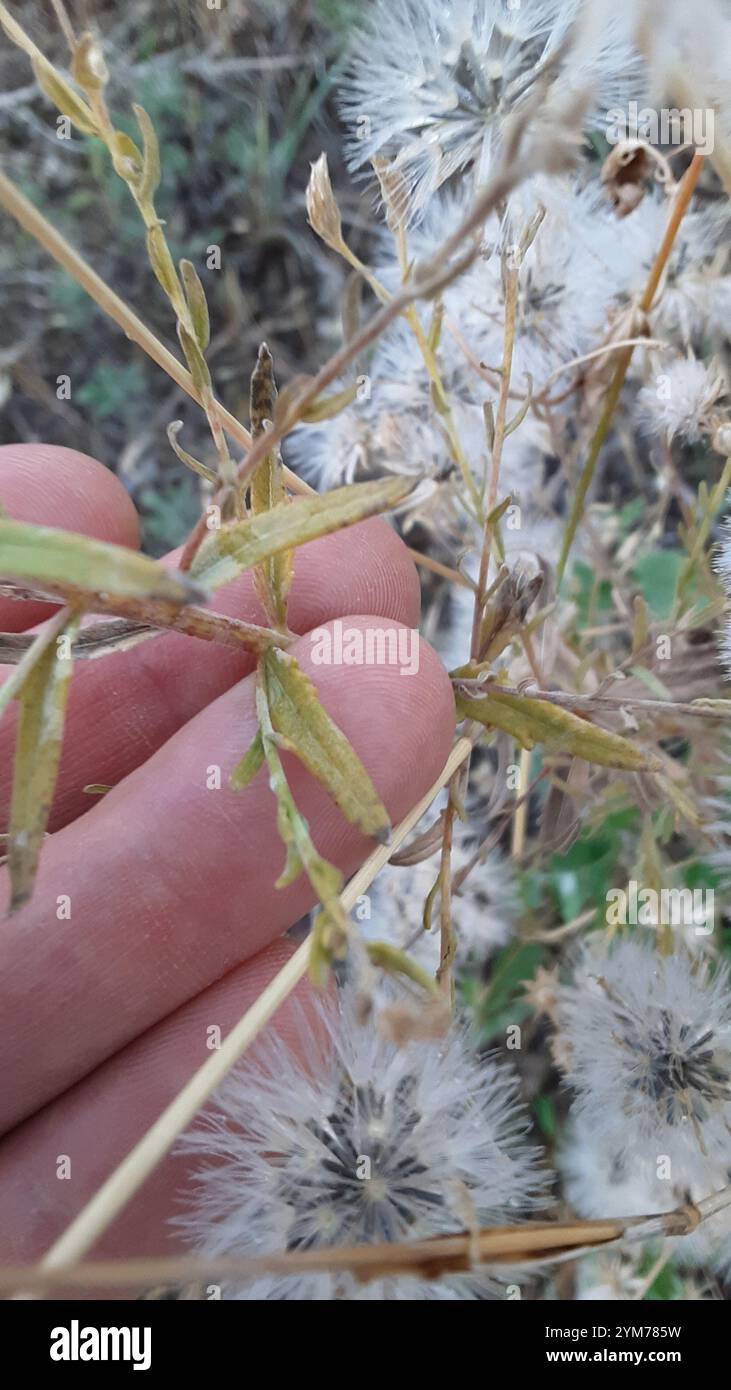 False Boneset (Brickellia eupatorioides Stock Photo - Alamy