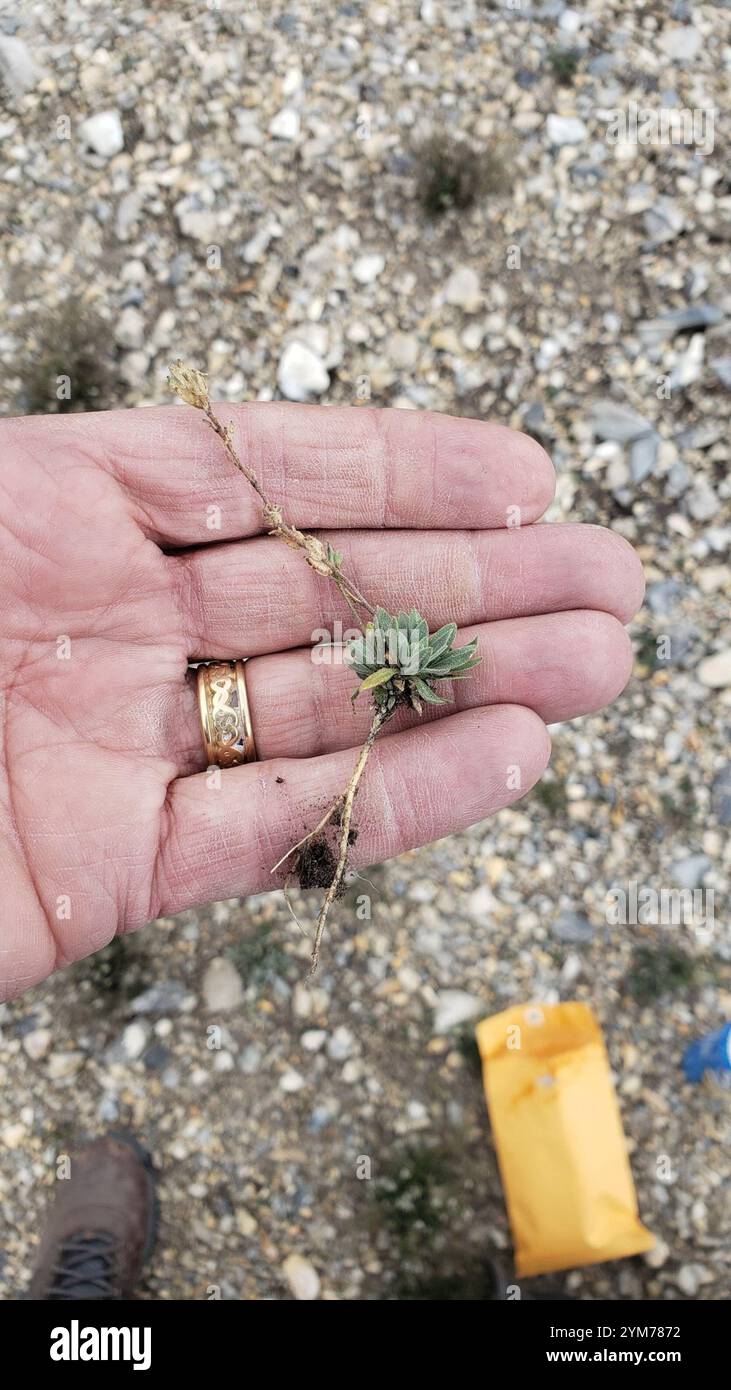 Smooth Rockcress (Braya glabella Stock Photo - Alamy