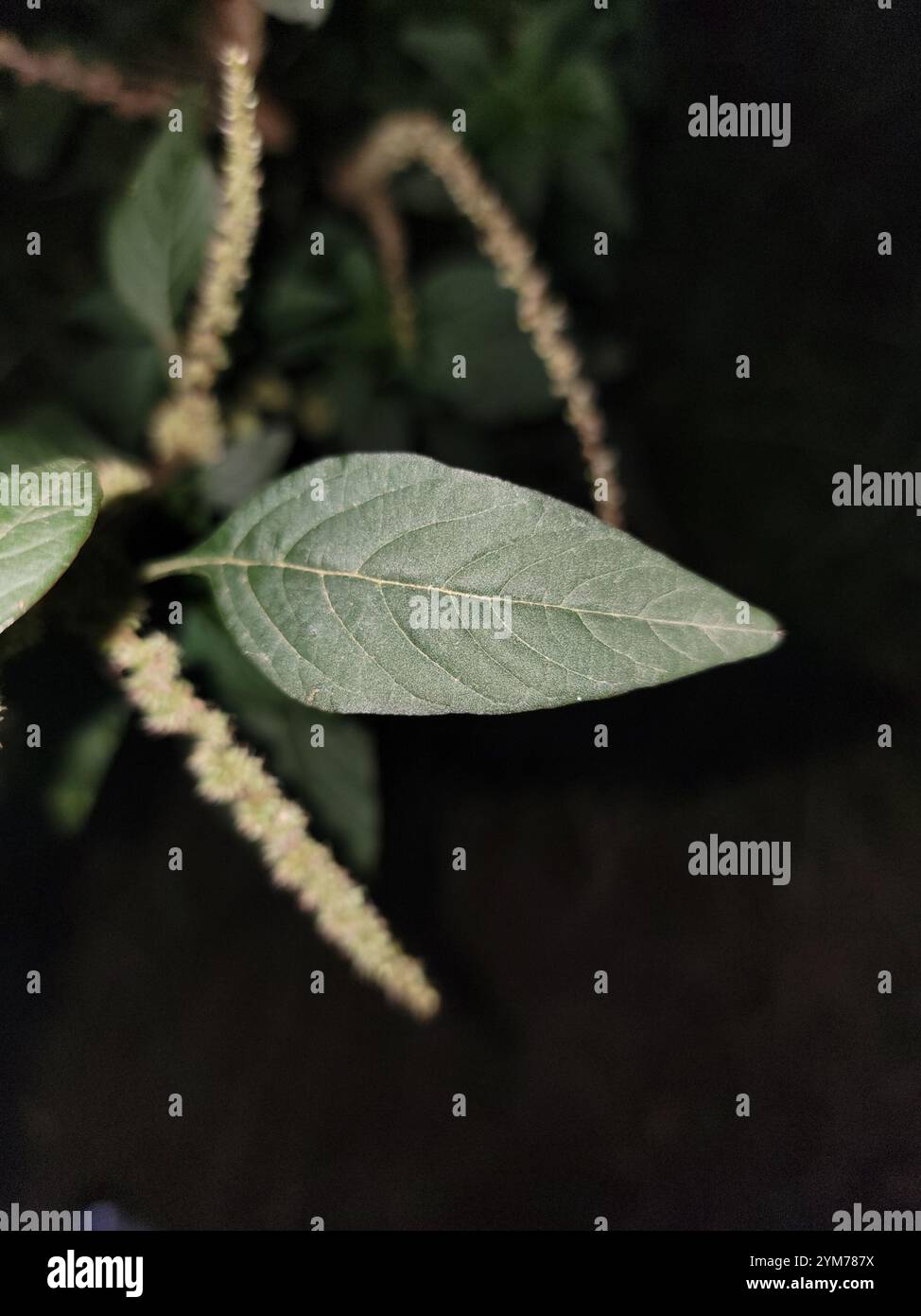 spiny amaranth (Amaranthus spinosus Stock Photo - Alamy
