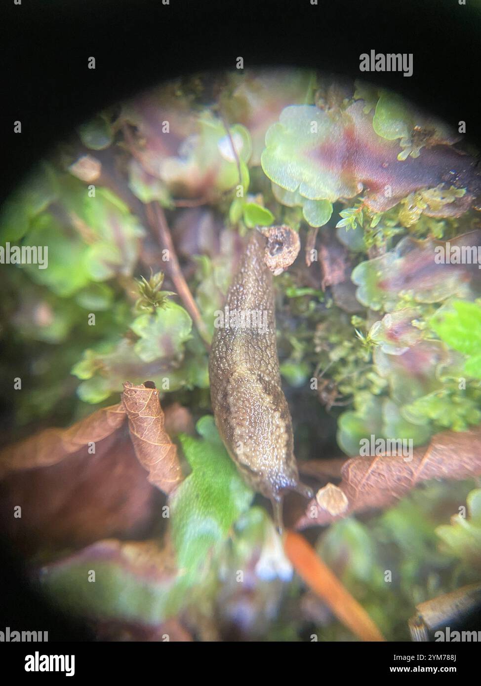 Roundback Slugs and Allies (Arionoidea Stock Photo - Alamy