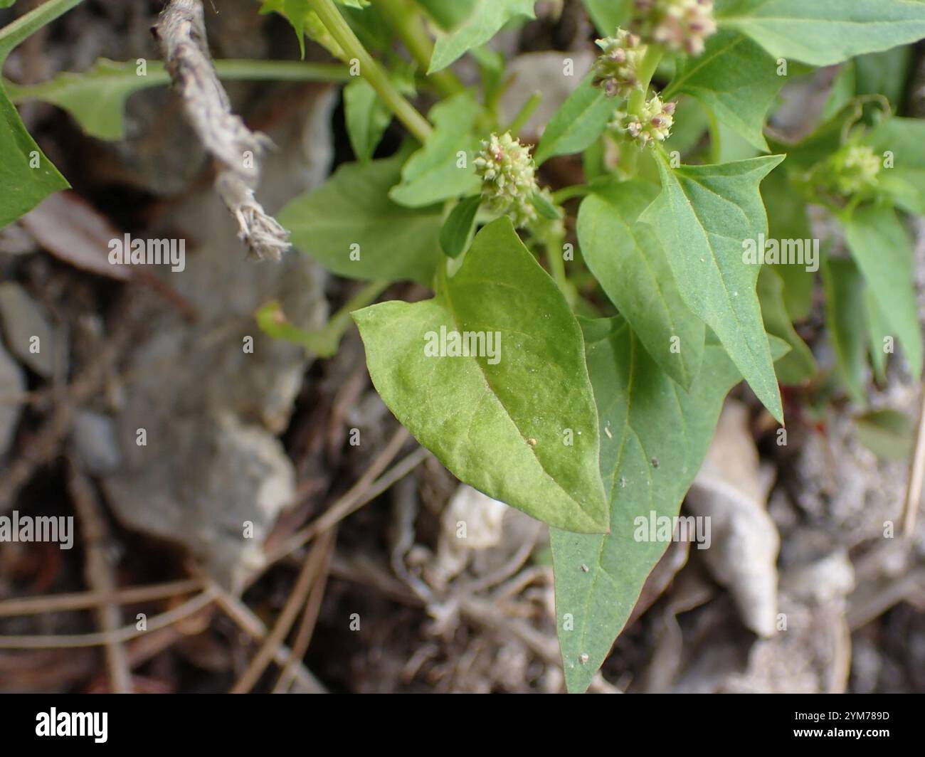 Chenopodioideae subfamily hi-res stock photography and images - Alamy