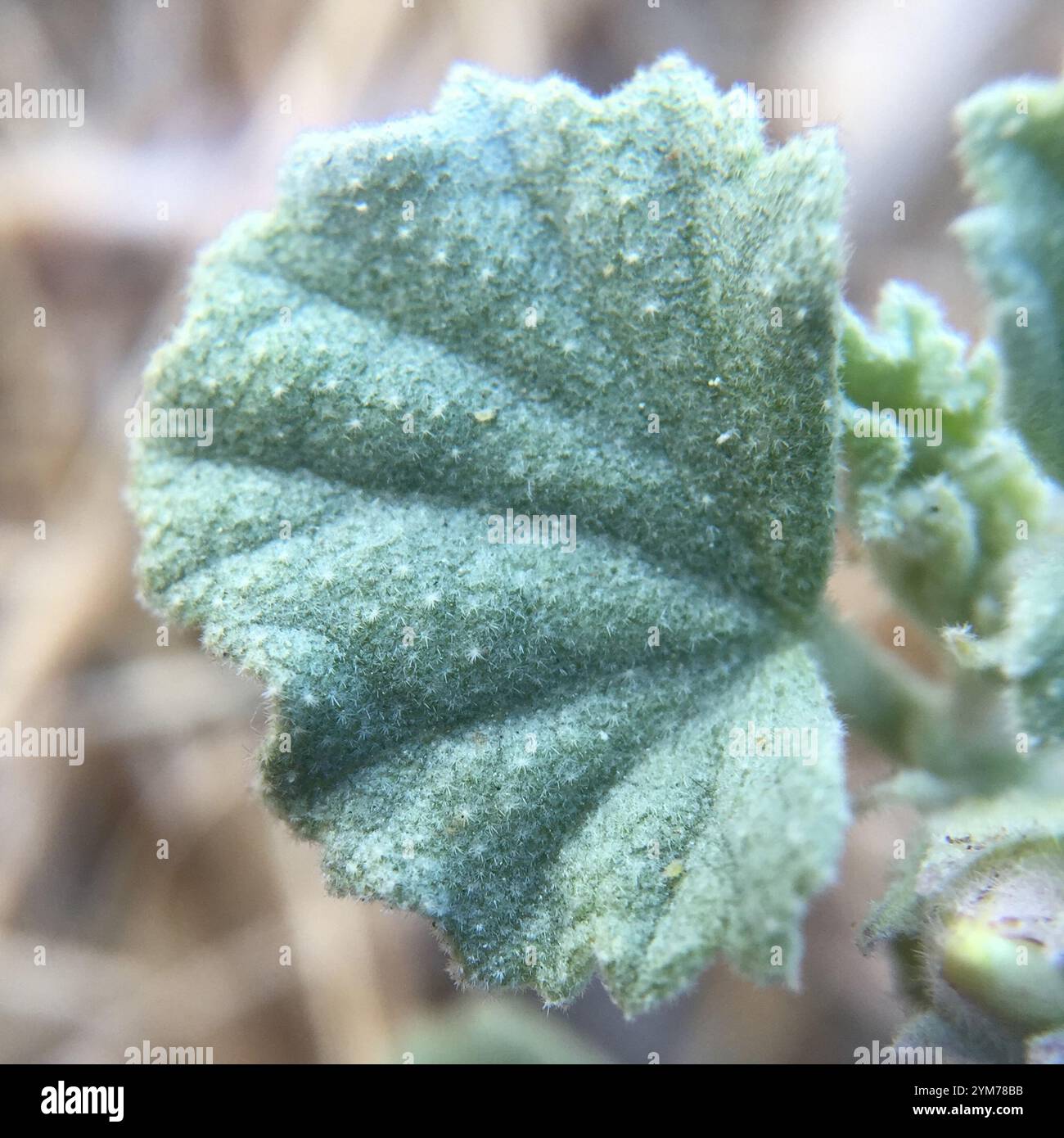 Alkali mallow hi-res stock photography and images - Alamy