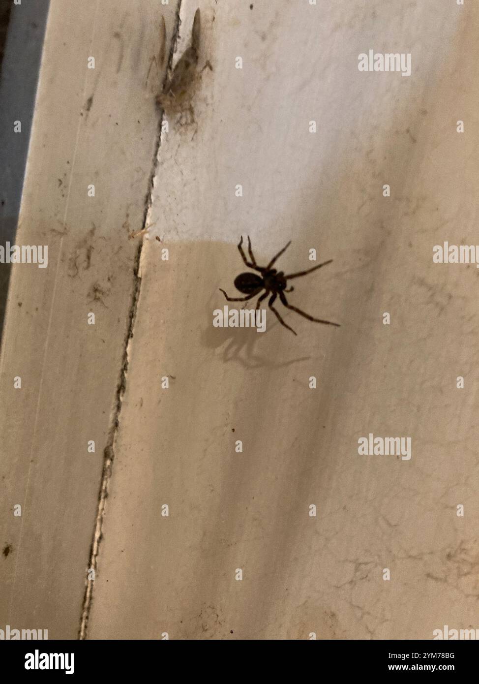 Badumna longinqua hi-res stock photography and images - Alamy