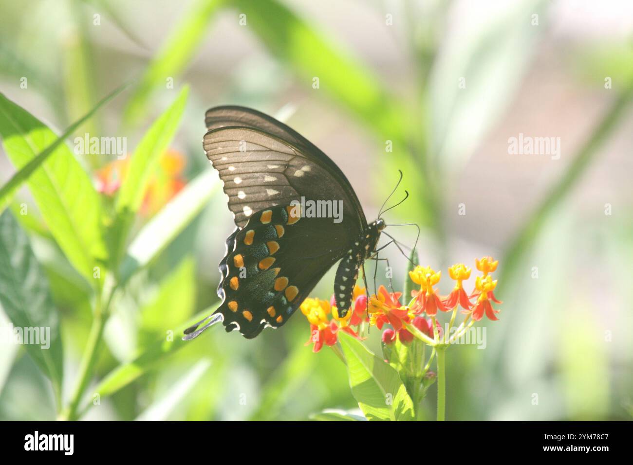 Spicebush Swallowtail (Papilio troilus Stock Photo - Alamy
