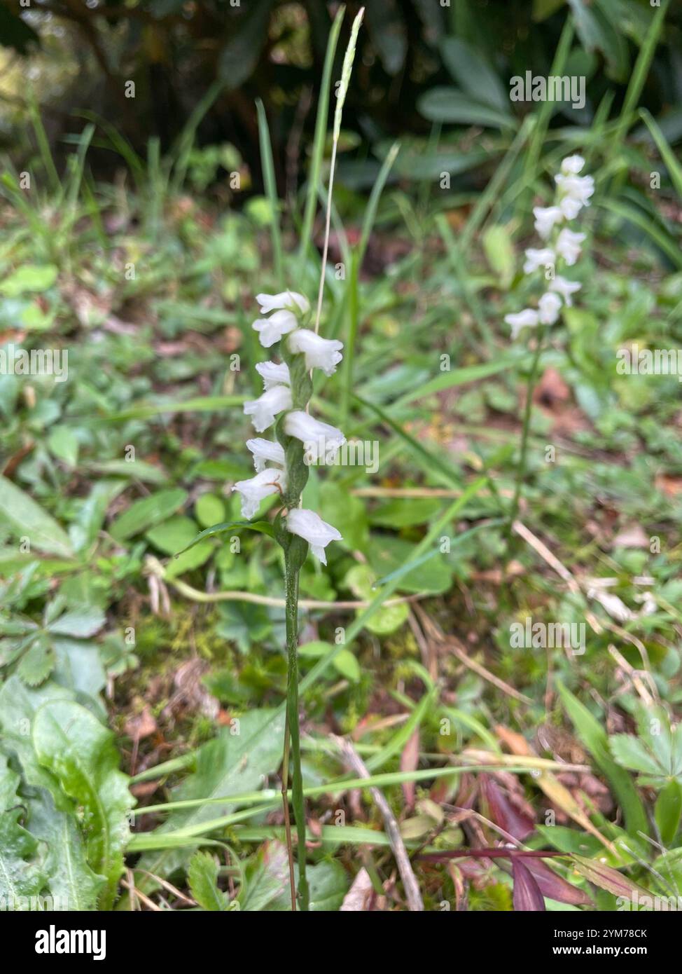 nodding ladies’ tresses (Spiranthes cernua Stock Photo - Alamy