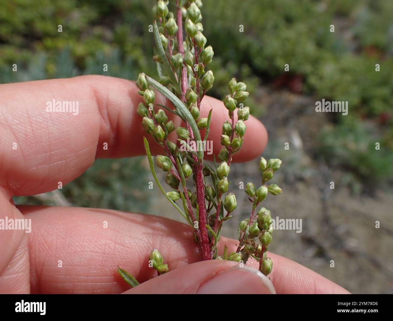 Field Sagewort (Artemisia campestris Stock Photo - Alamy