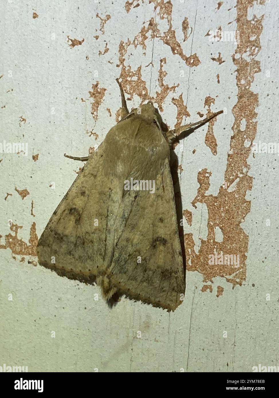 Corn Earworm Moth (Helicoverpa zea Stock Photo - Alamy