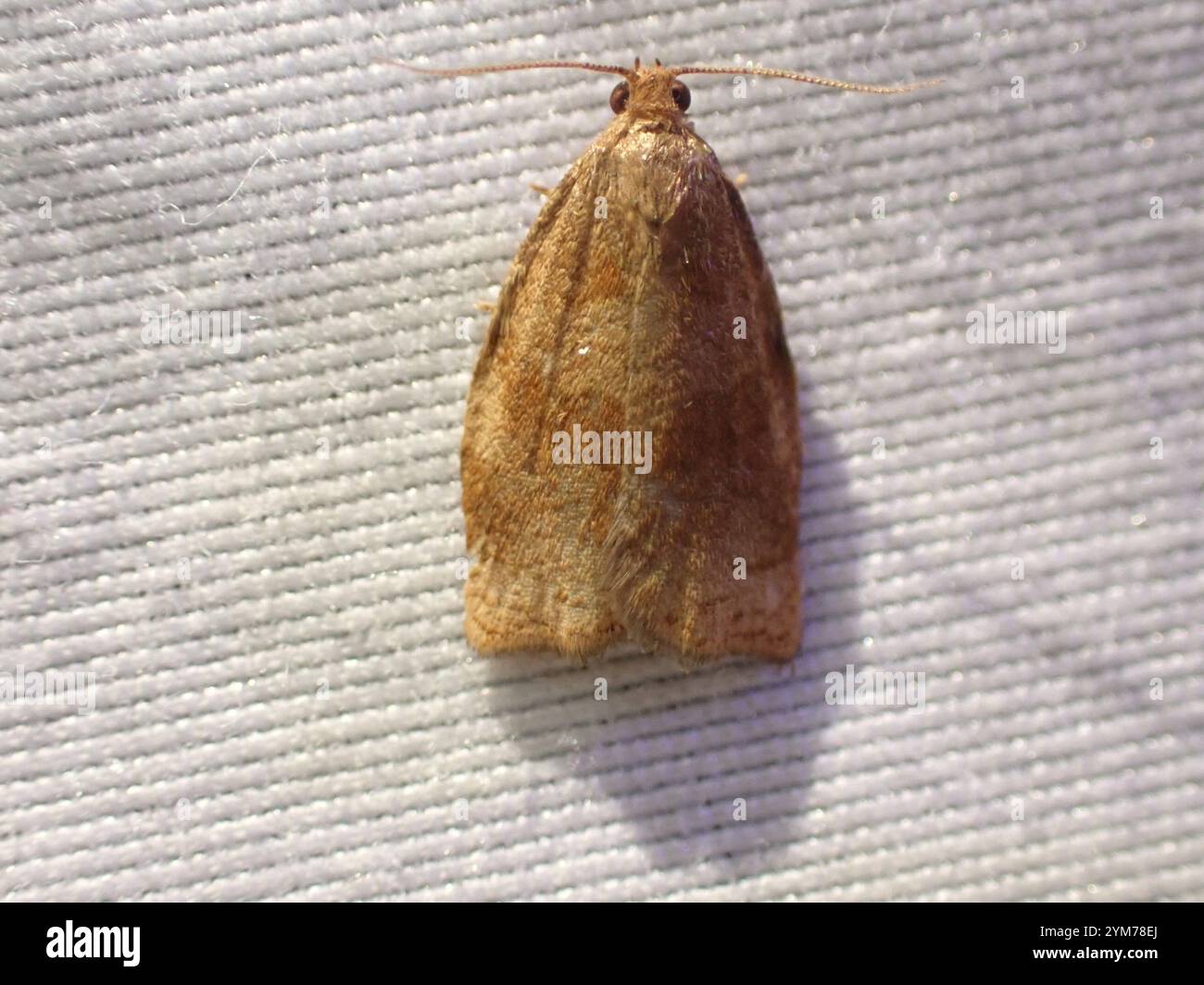 Rose Tortrix Moth (Archips rosana Stock Photo - Alamy