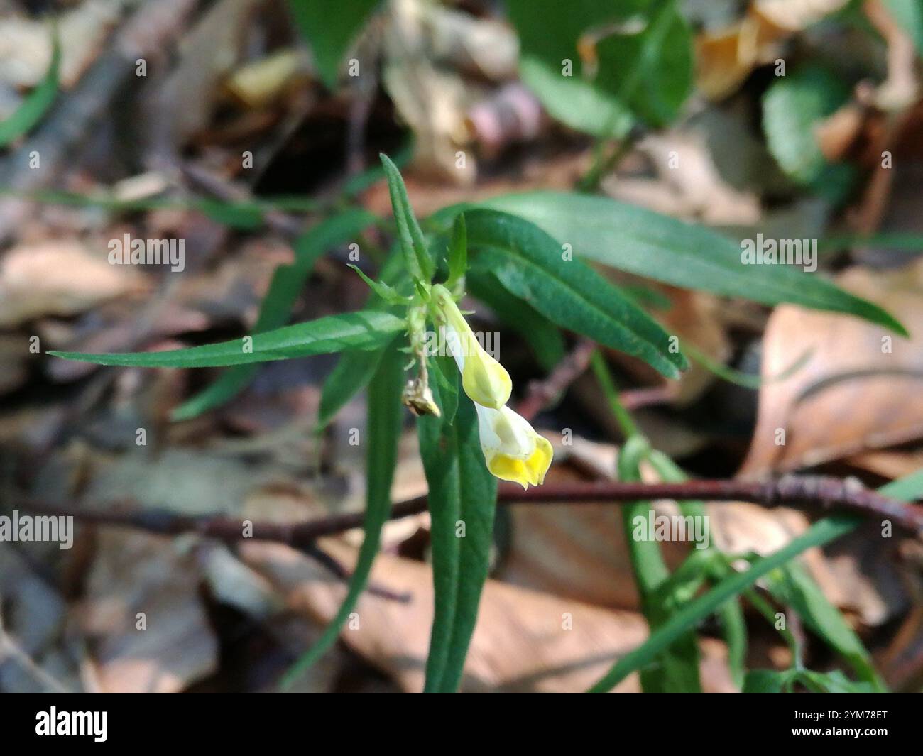 Common Cow-wheat (Melampyrum pratense Stock Photo - Alamy