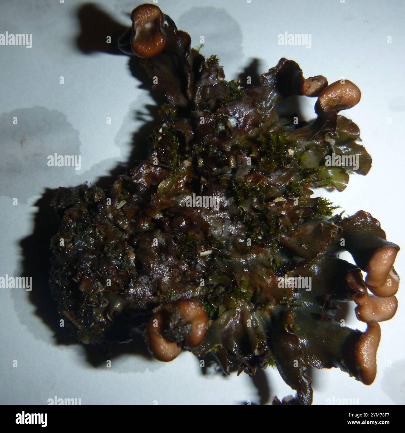 many-fruited pelt lichen (Peltigera polydactylon Stock Photo - Alamy