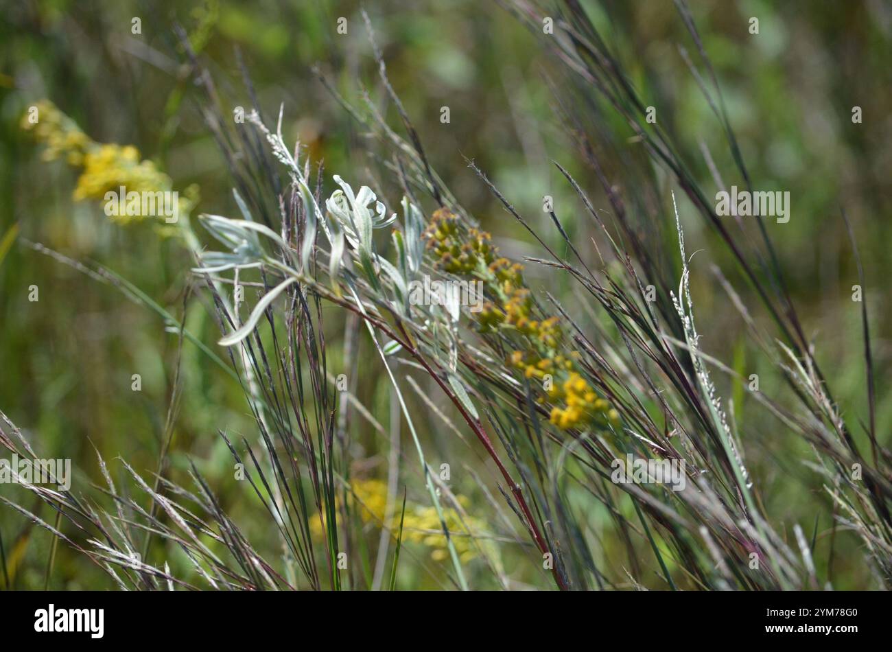 Seaside goldenrod hi-res stock photography and images - Alamy