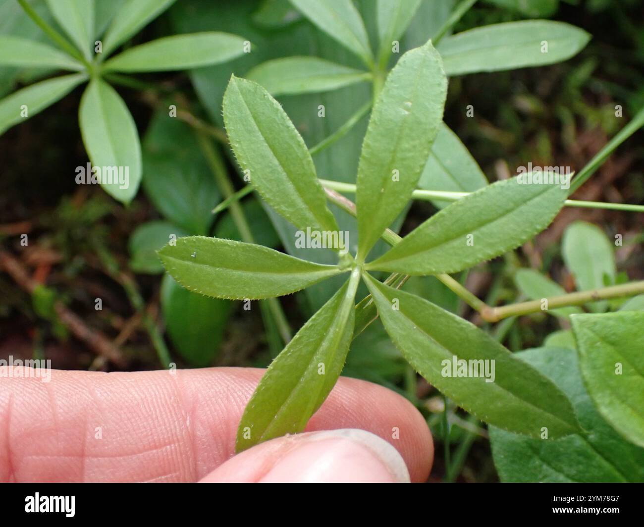 fragrant bedstraw (Galium triflorum Stock Photo - Alamy