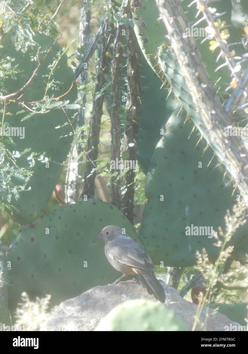 Canyon towhee melozone fusca hi-res stock photography and images - Alamy