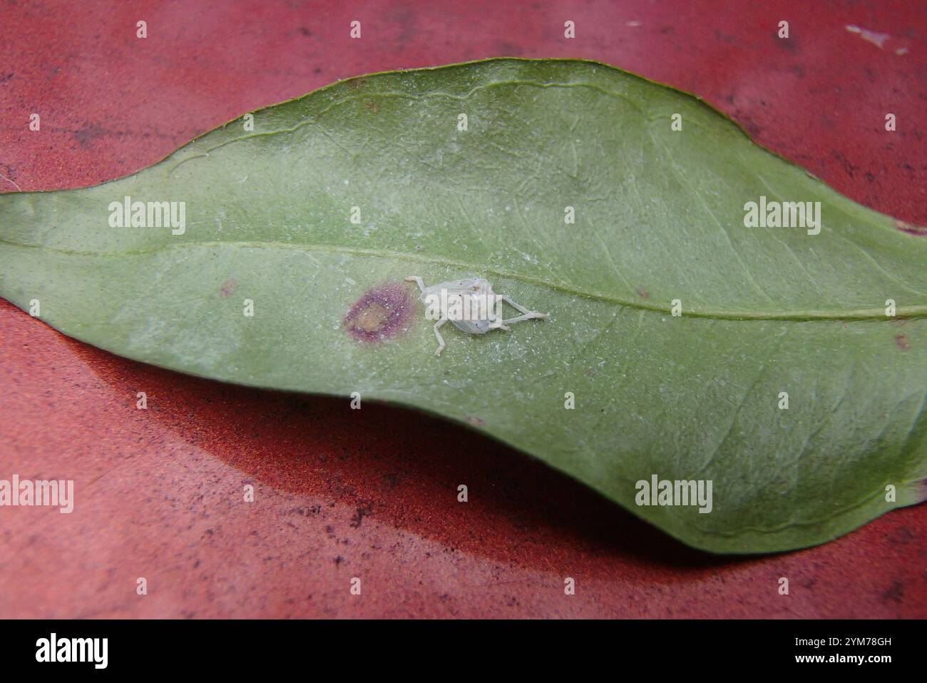 True Hoppers (Auchenorrhyncha Stock Photo - Alamy
