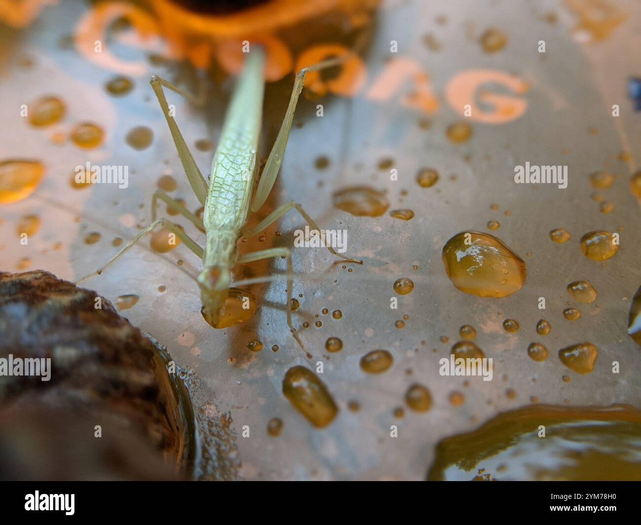 Common Tree Crickets (Oecanthus Stock Photo - Alamy
