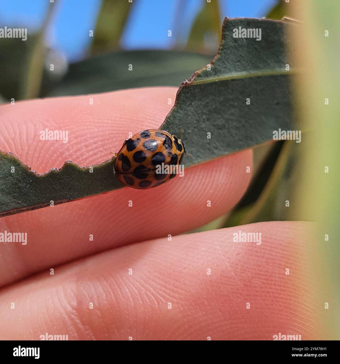 Large Spotted Ladybird (Harmonia conformis Stock Photo - Alamy