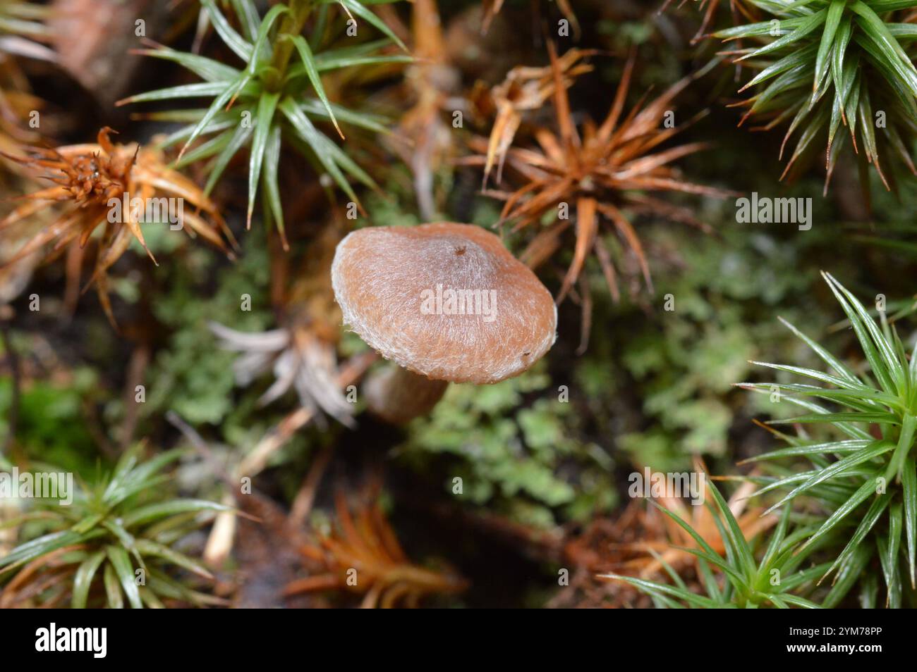 Moss Bells (Galerina Stock Photo - Alamy