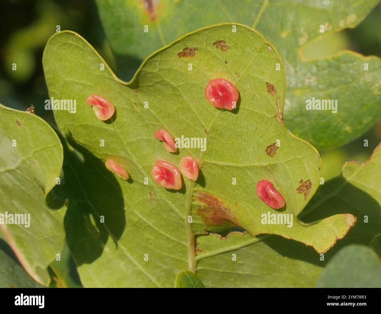 Smooth Spangle Gall Wasp (Neuroterus albipes Stock Photo - Alamy