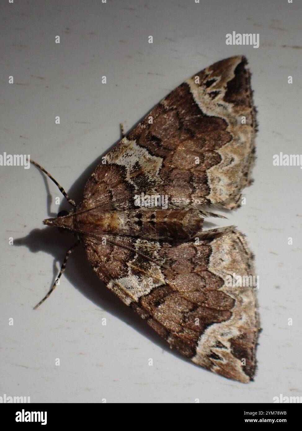 Northwestern Phoenix Moth (Eulithis xylina Stock Photo - Alamy