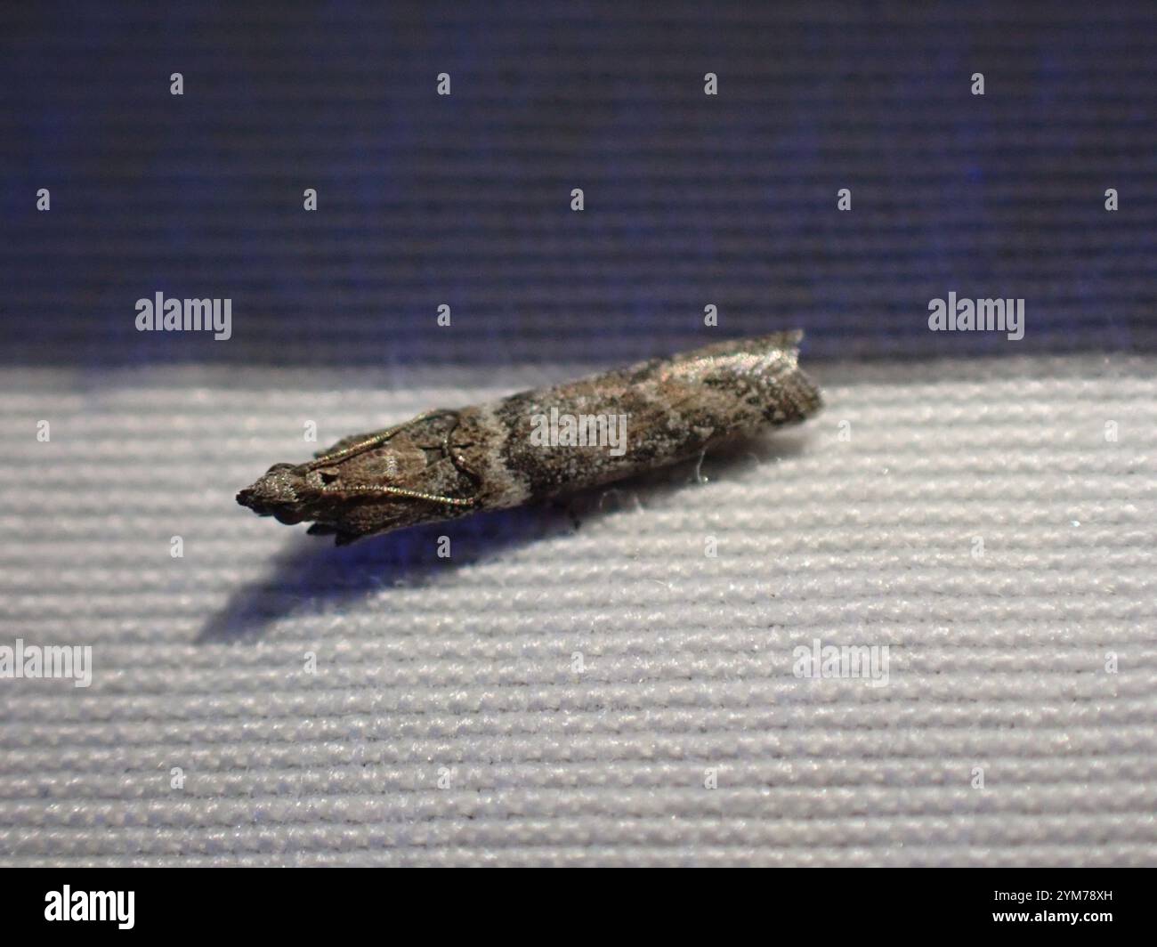Dusky Raisin Moth (Ephestiodes gilvescentella Stock Photo - Alamy