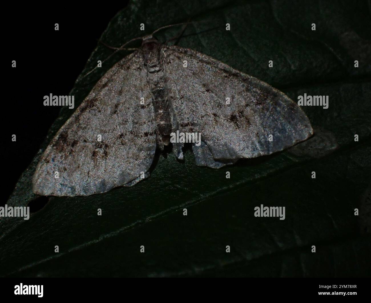 Geometer Moths (Geometridae Stock Photo - Alamy