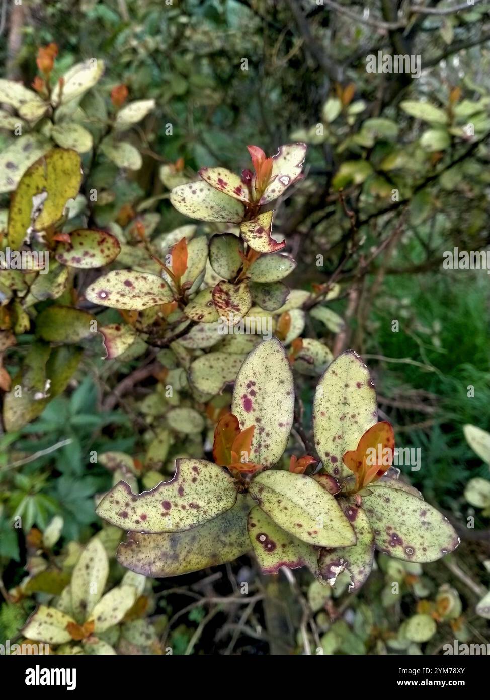Mountain Horopito (Pseudowintera colorata Stock Photo - Alamy