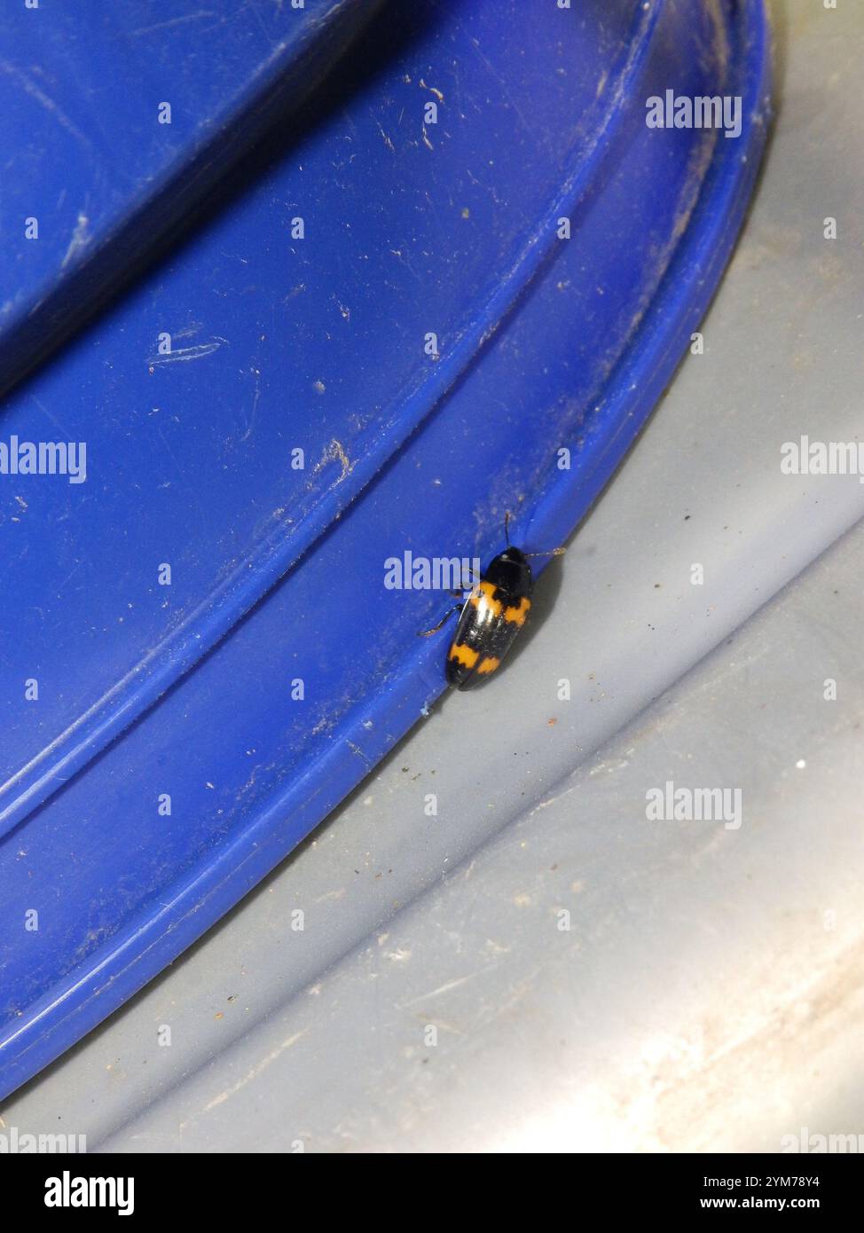 Red-banded Fungus Beetle (Megalodacne fasciata Stock Photo - Alamy