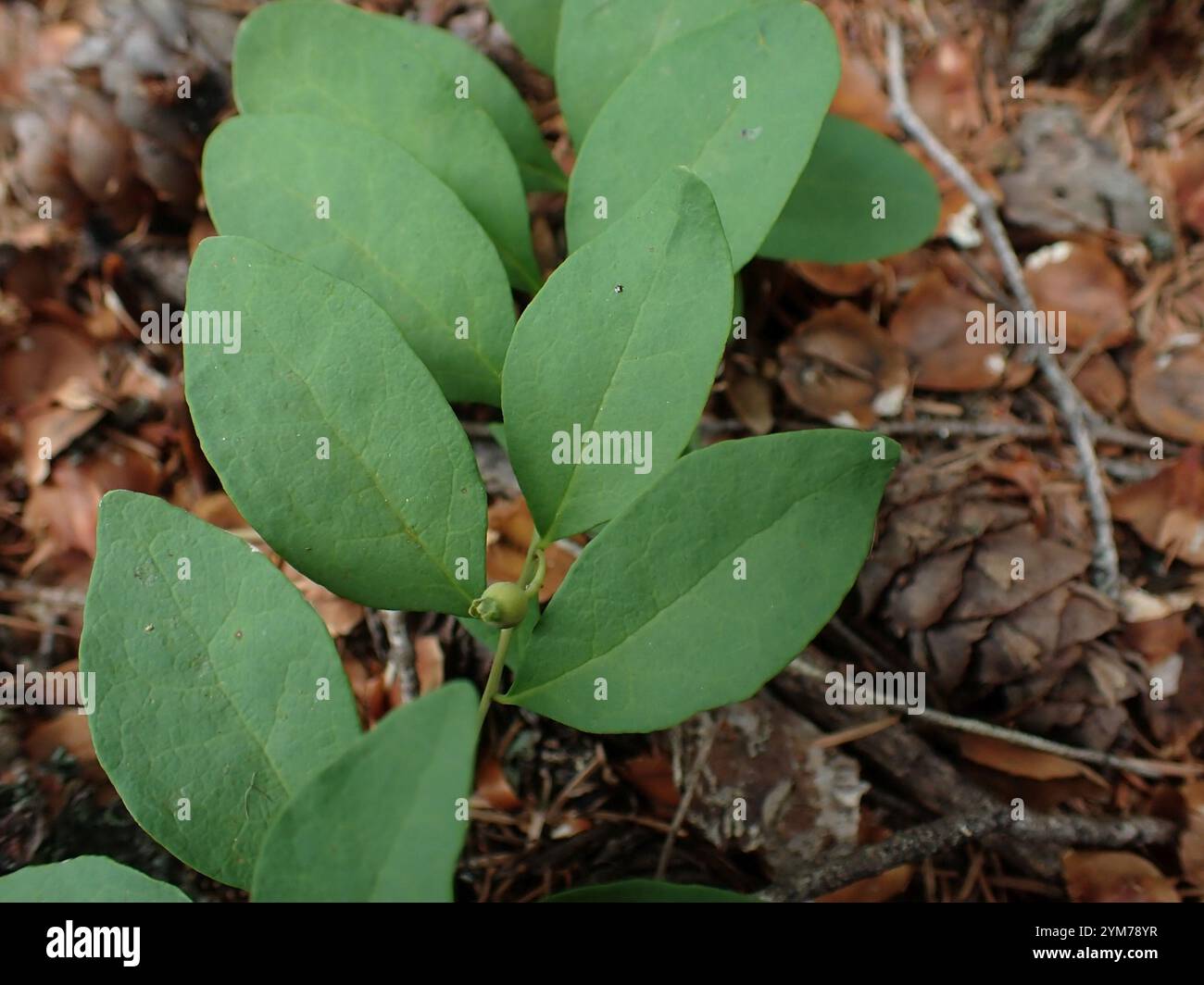 Northern Comandra (Geocaulon lividum Stock Photo - Alamy