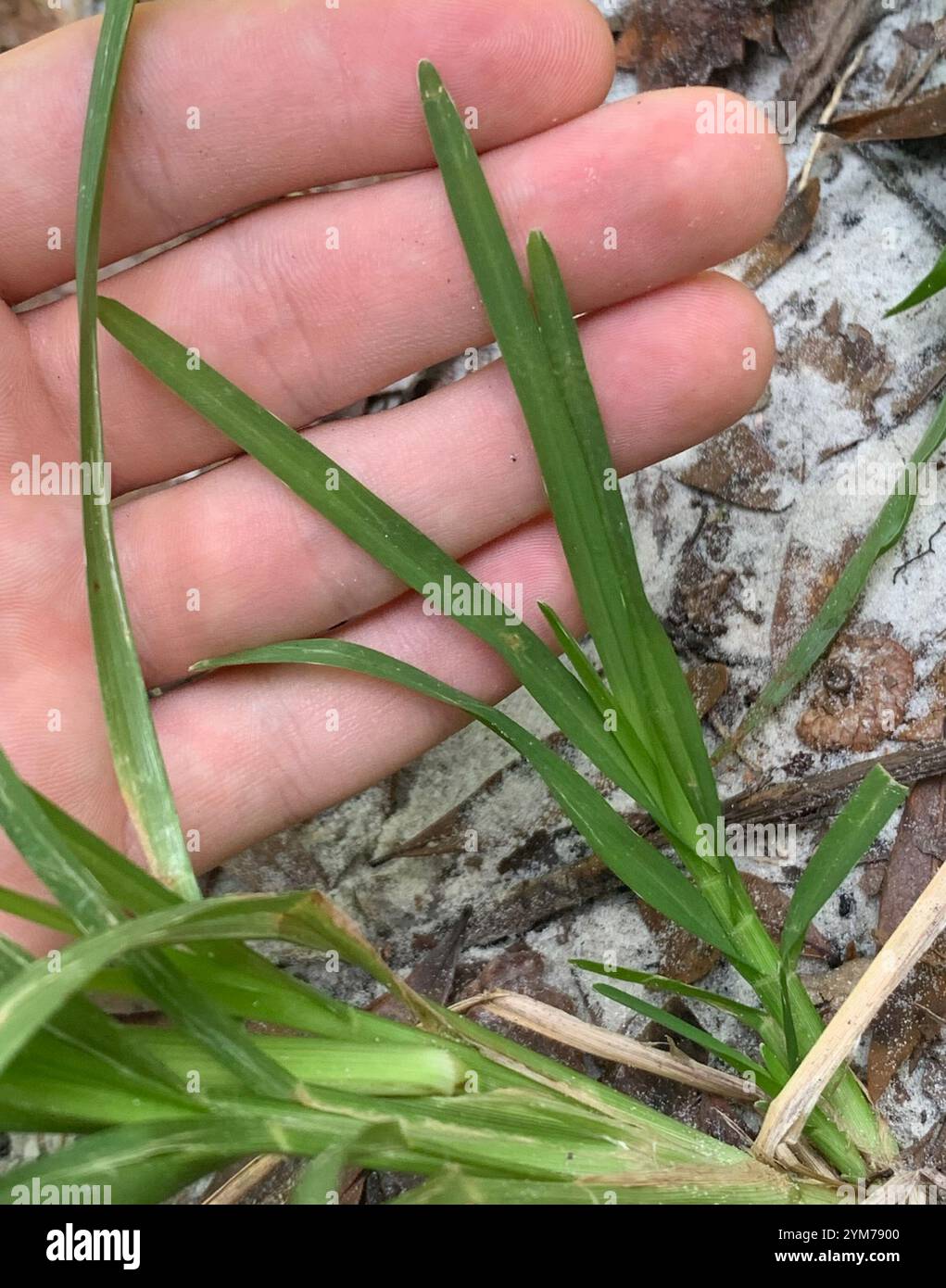 Goose Grass (Eleusine indica Stock Photo - Alamy