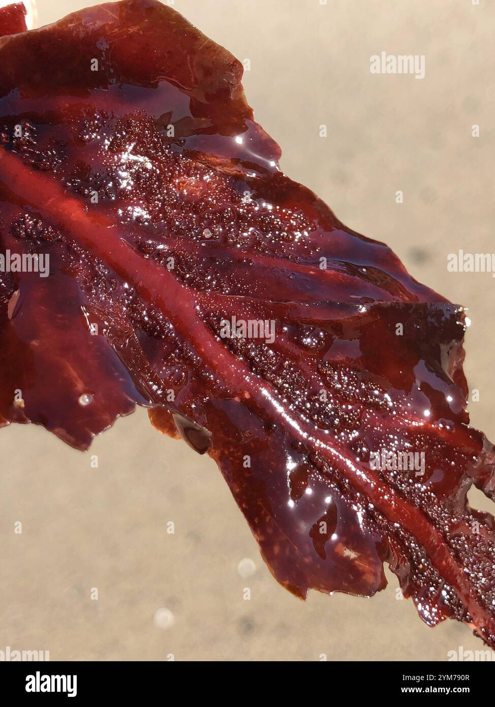 red sea leaf (Erythrophyllum delesserioides Stock Photo - Alamy