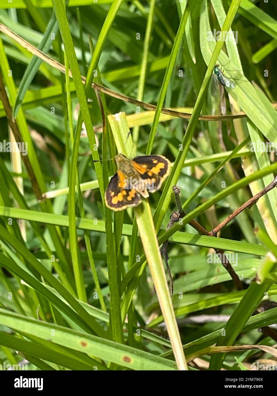 Green Grass-dart (Ocybadistes walkeri sothis Stock Photo - Alamy
