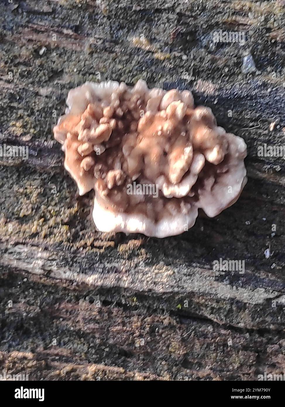 shelf fungi (Polyporales Stock Photo - Alamy