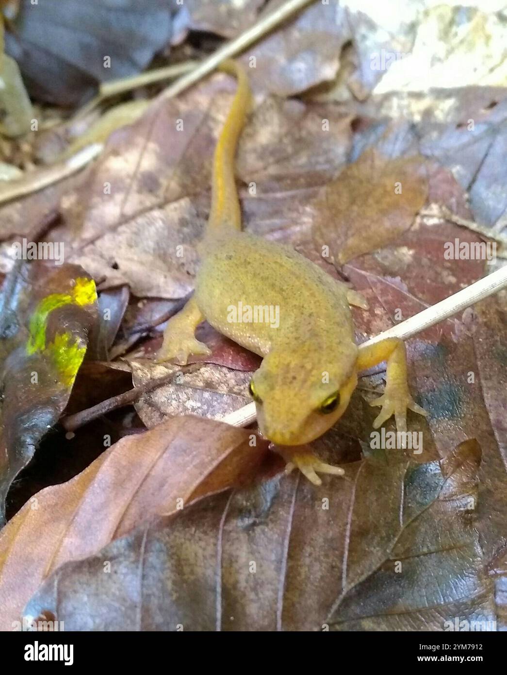 Palmate Newt (Lissotriton helveticus Stock Photo - Alamy