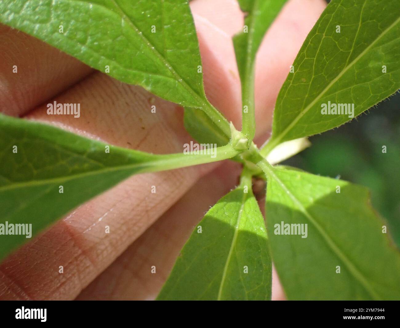 twinberry honeysuckle (Lonicera involucrata Stock Photo - Alamy