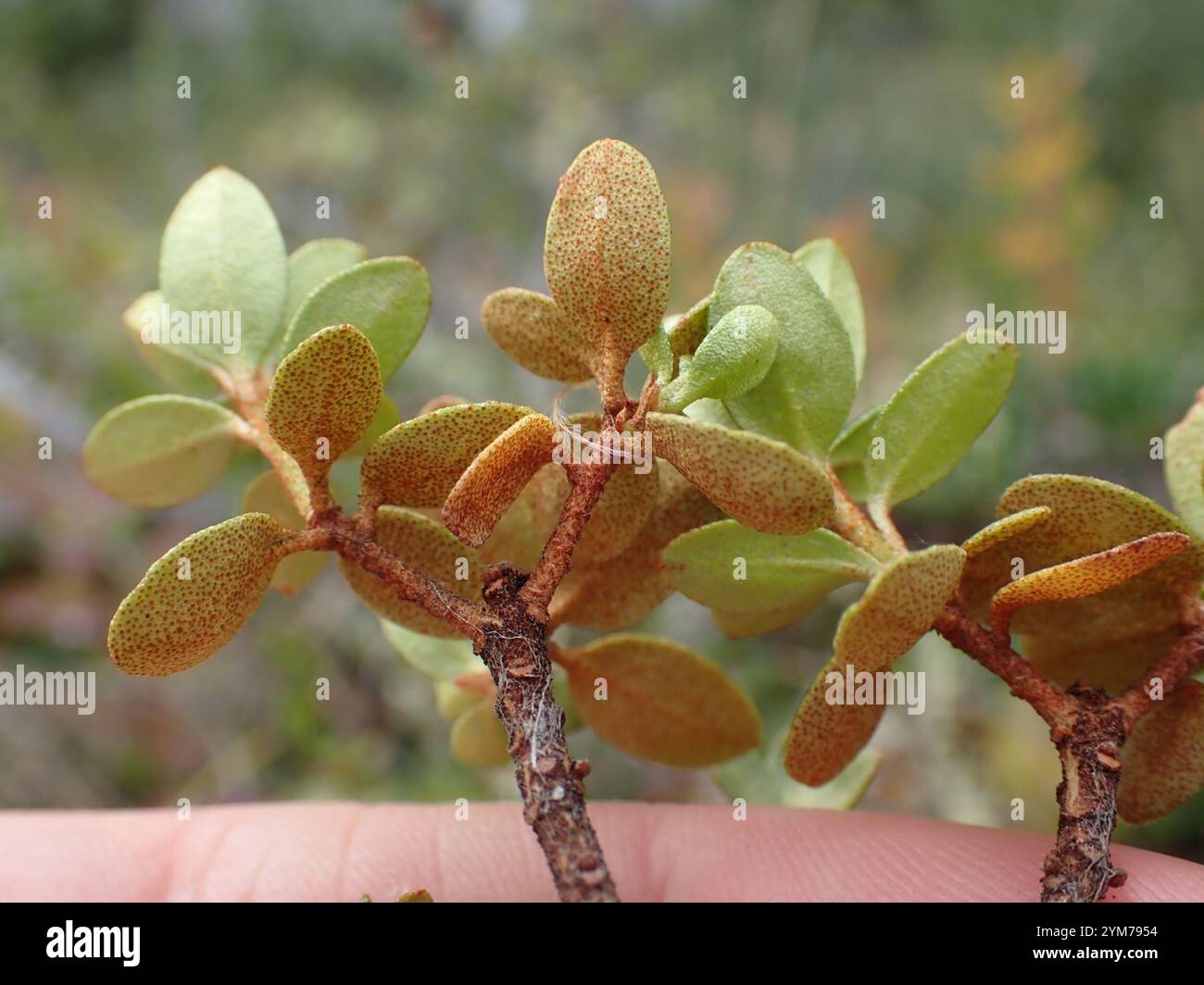 Rhododendron lapponicum hi-res stock photography and images - Alamy