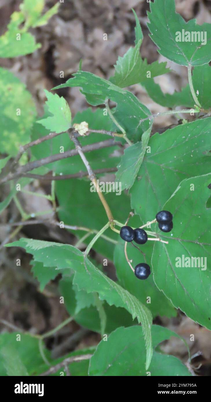 mapleleaf viburnum (Viburnum acerifolium Stock Photo - Alamy