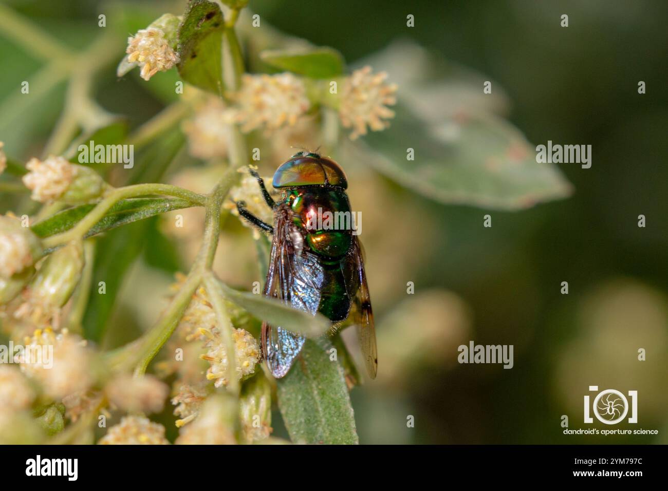 Green Jewel Fly (Ornidia obesa Stock Photo - Alamy