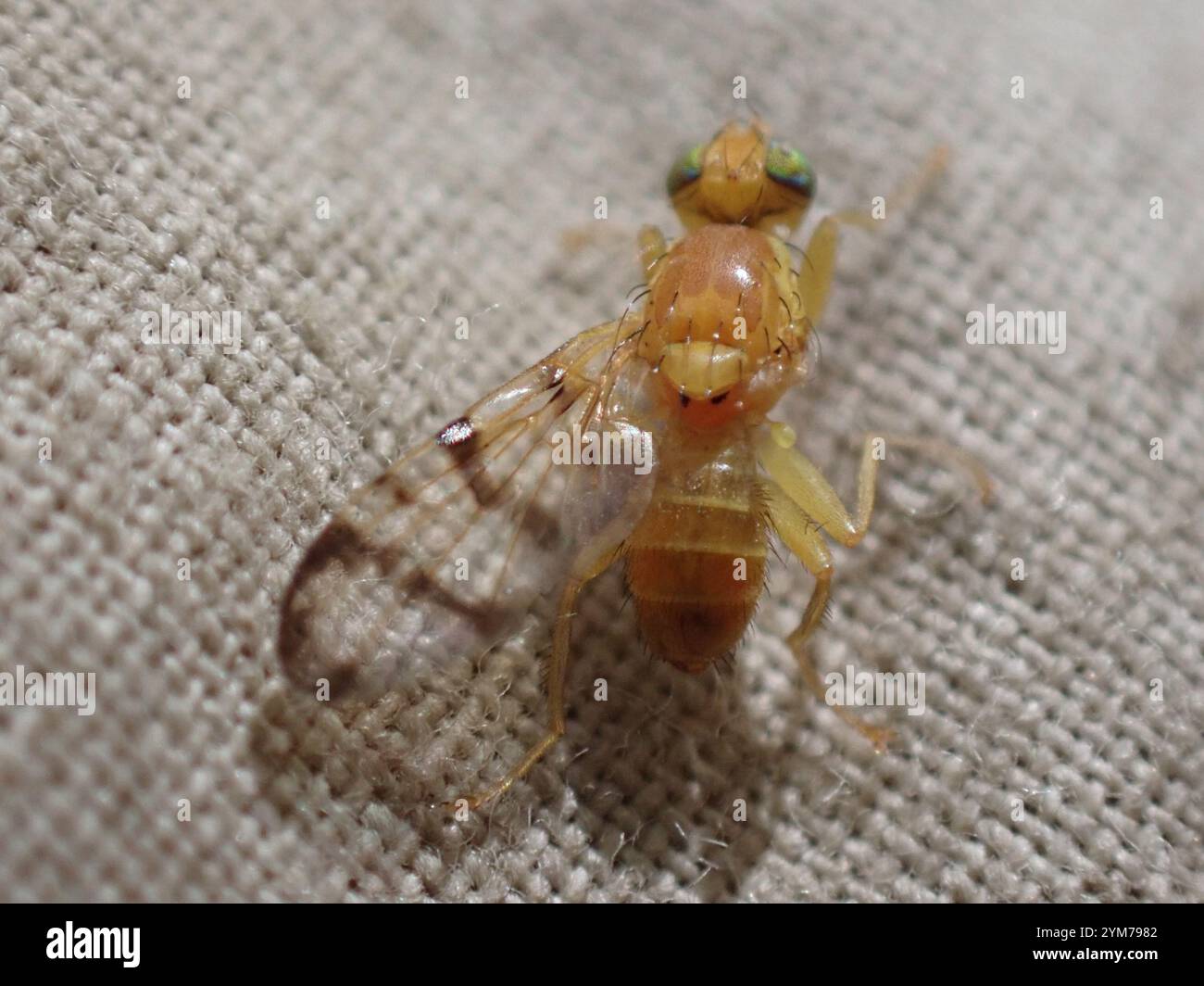 Rose Hip Fly (Rhagoletis basiola Stock Photo - Alamy